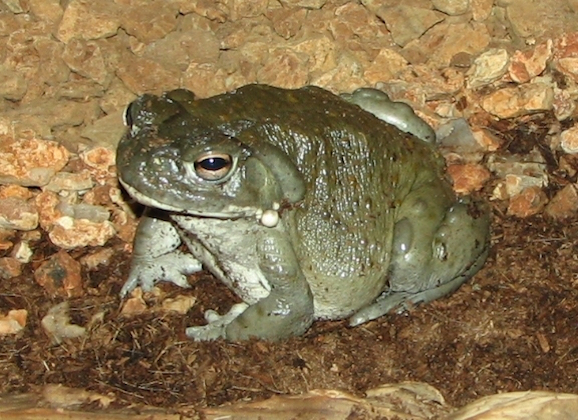 Watch Out For This Toxic Toad Around Your Pets - SmartFem Magazine